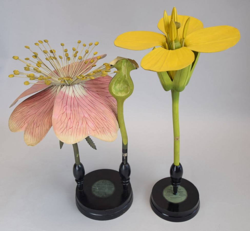 Natural Life - Leicestershire Museum Collections