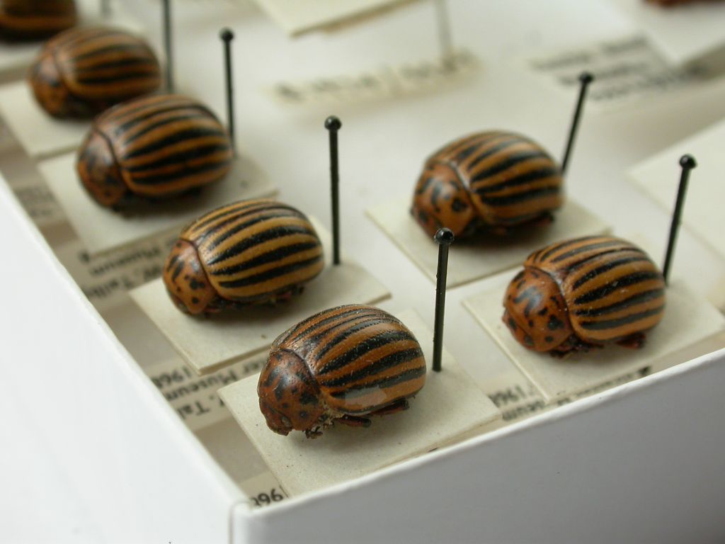 Local Wildlife - Gallery - Leicestershire Museum Collections